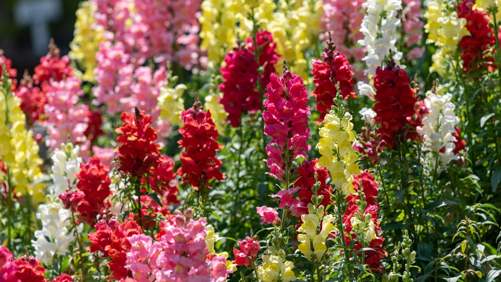 How to Plant, Grow, and Care for Snapdragons