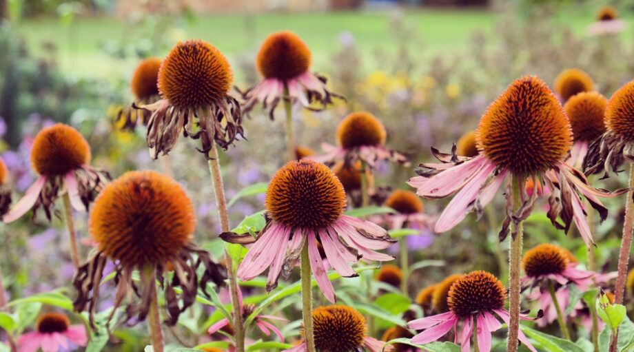 7 Reasons to Let Your Fall Flowers Go to Seed
