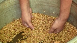 How to Save Seeds for Next Year's Garden: 5 Simple Steps