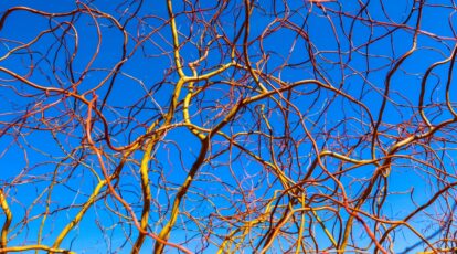 31 Plants That Provide Beautiful Winter Interest