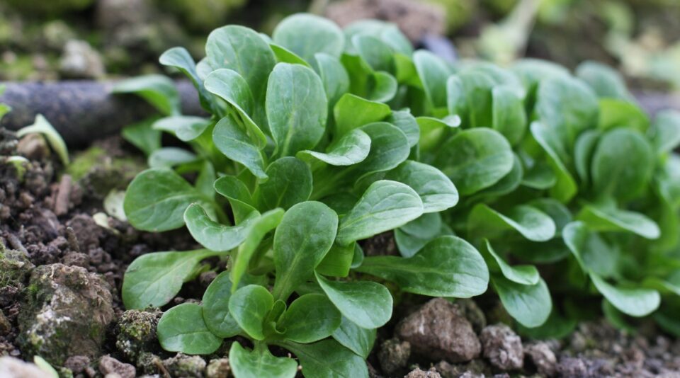 11 Crops You Can Still Plant in October