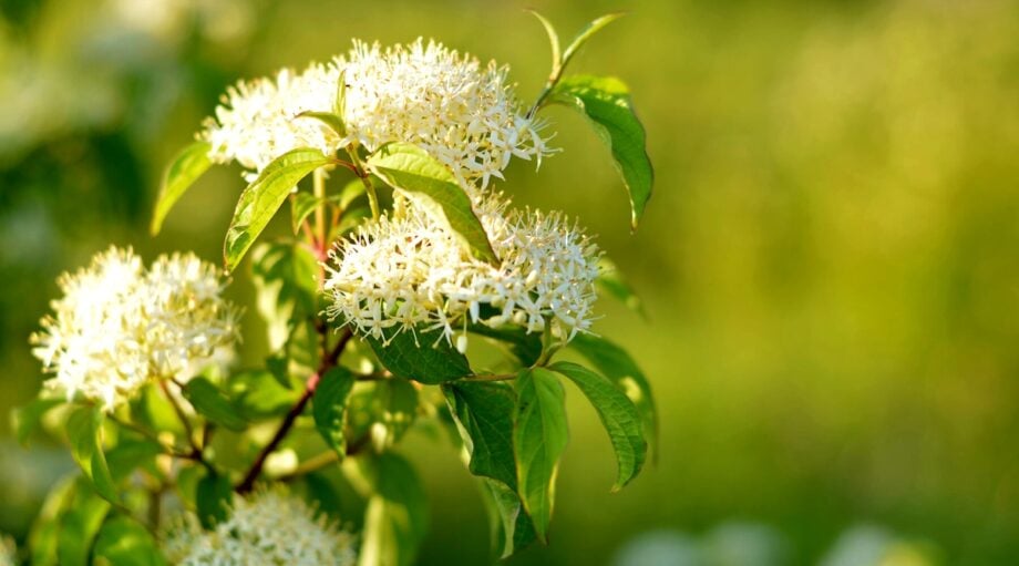 21 Dogwood Tree Varieties for Your Garden