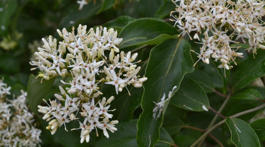 31 Recommended Native Plants for The Northeast