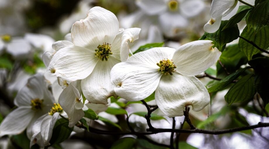 21 Dogwood Tree Varieties for Your Garden