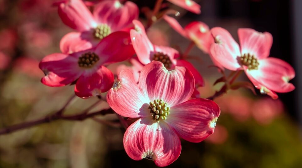 21 Dogwood Tree Varieties for Your Garden