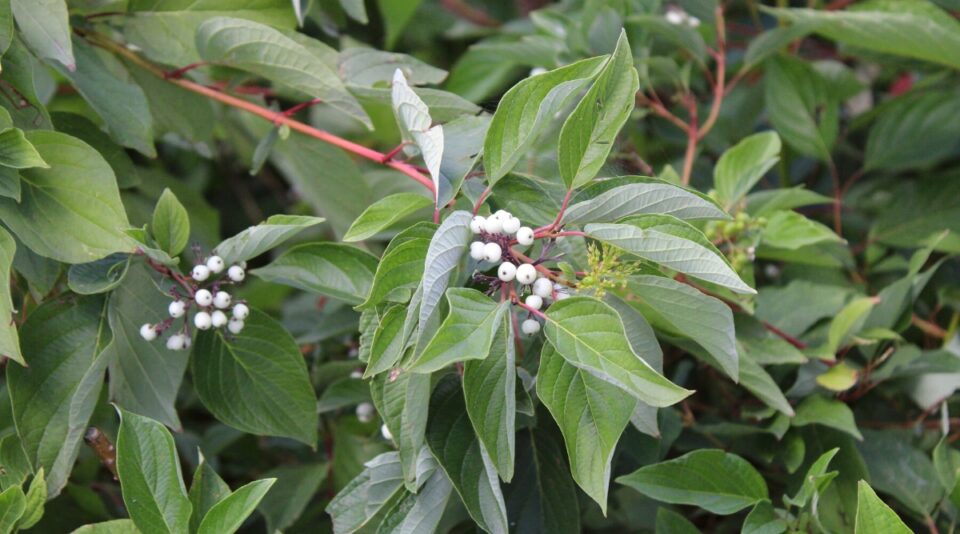 21 Dogwood Tree Varieties for Your Garden