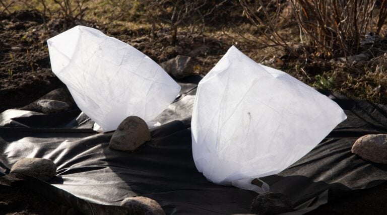 How to Prepare Blueberries for Winter in 7 Easy Steps