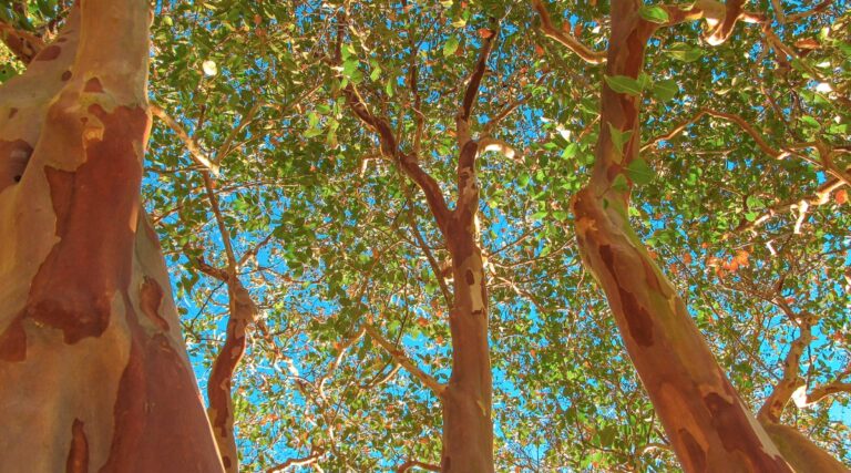 21 Trees With Ornamental Bark For Winter Interest