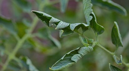 11 Ways to Prevent Transplant Shock When Moving Perennials