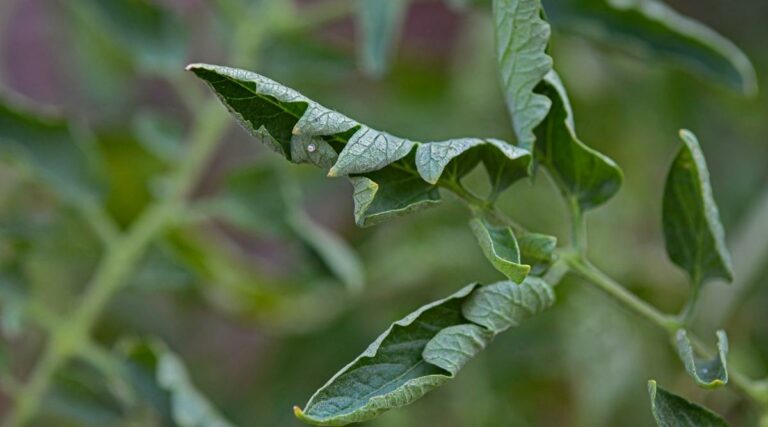 11 Ways to Prevent Transplant Shock When Moving Perennials