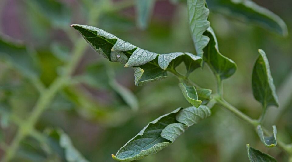 11 Ways to Prevent Transplant Shock When Moving Perennials