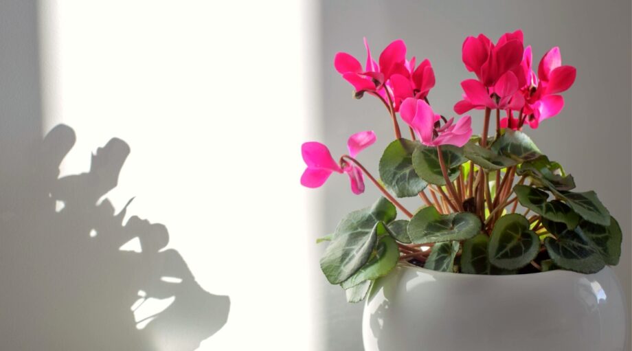 27 Best Houseplants To Brighten Your Home Through The Winter