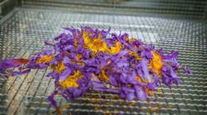 How To Dry Flowers: 7 Methods for Beautiful Dried Blooms