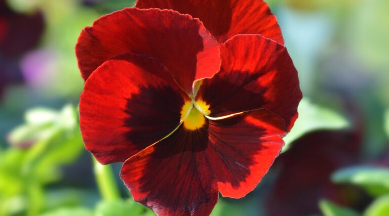 31 Cold-Hardy Viola Varieties For Your Garden