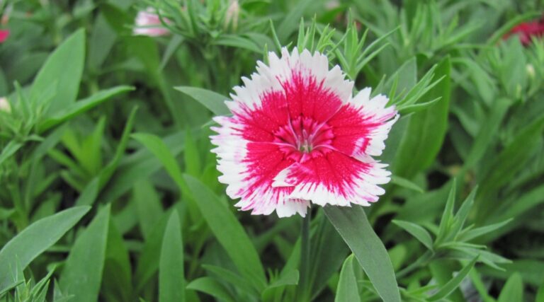 19 Edible Flowers for Your Garden
