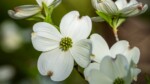 21 Dogwood Tree Varieties for Your Garden