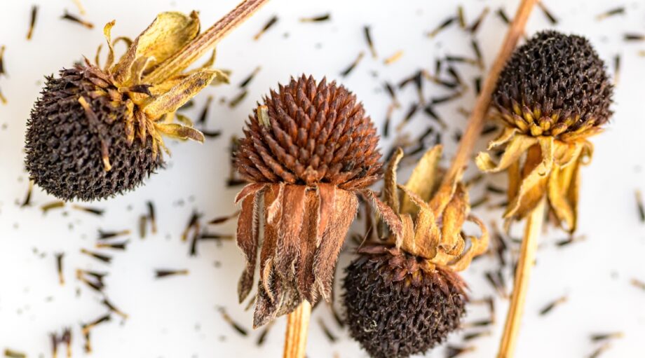 7 Reasons to Let Your Fall Flowers Go to Seed