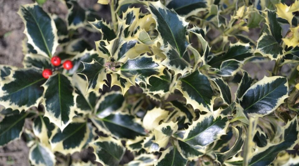 28 Invasive Plants to Avoid in the Pacific Northwest