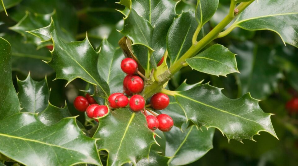 37 Festive Focal Plants for Containers and Planters