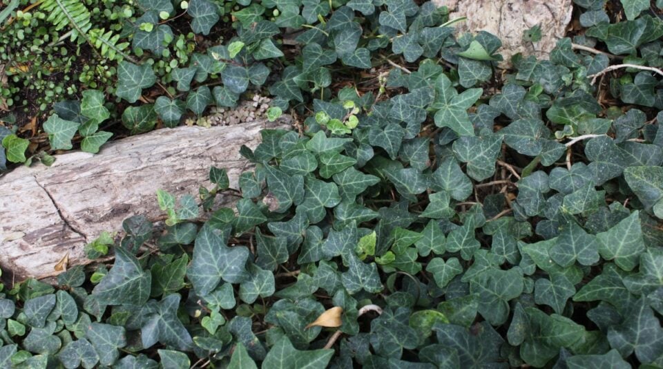 28 Invasive Plants to Avoid in The Midwest