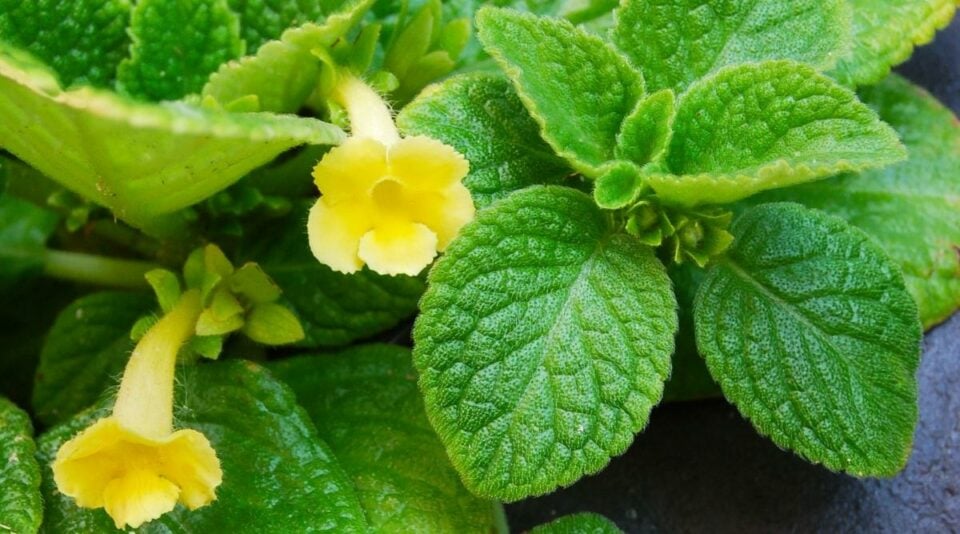 How to Plant, Grow, and Care for Flame Violets