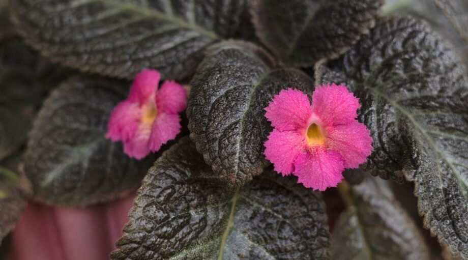 How to Plant, Grow, and Care for Flame Violets