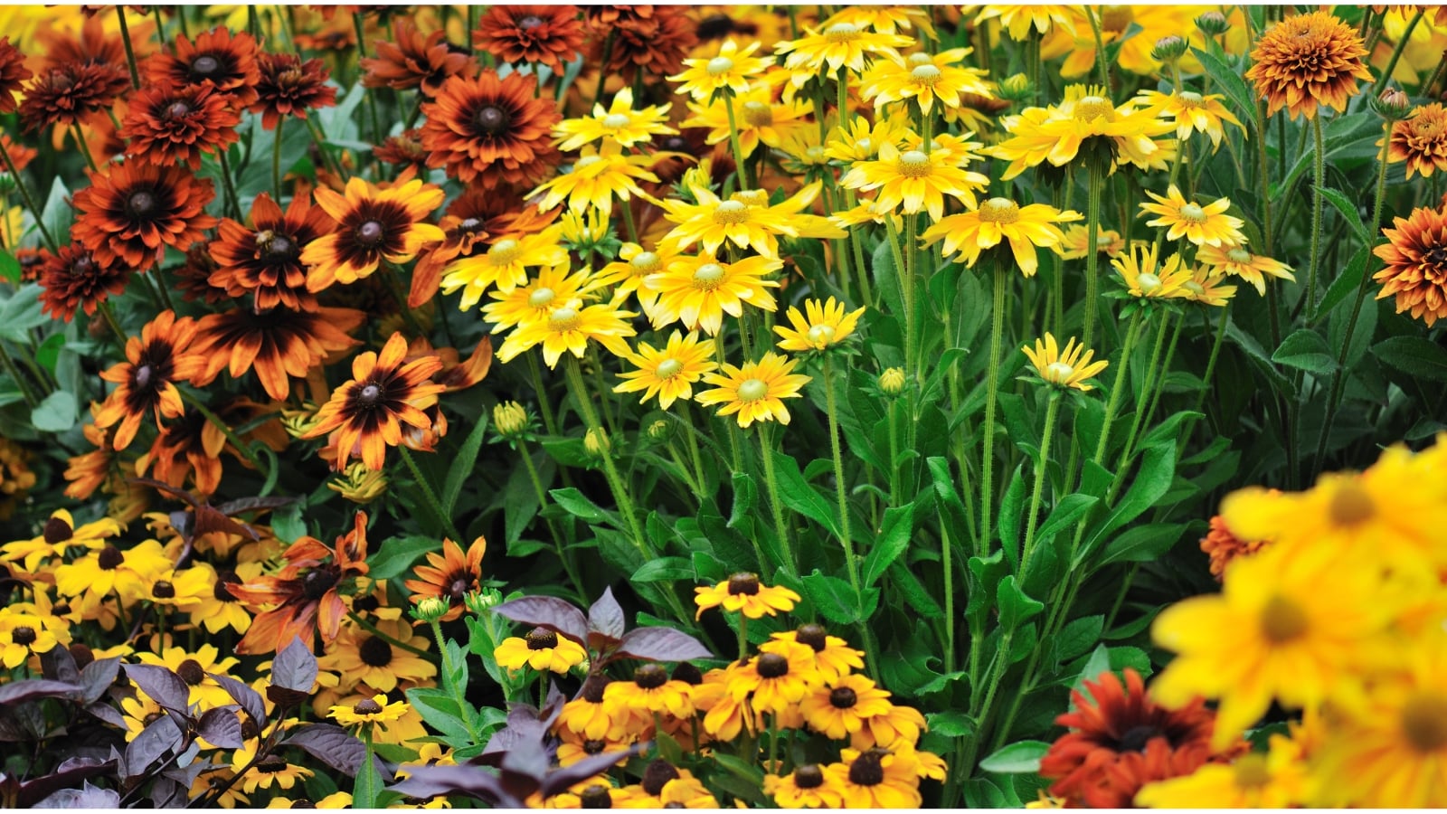 7 Reasons to Let Your Fall Flowers Go to Seed