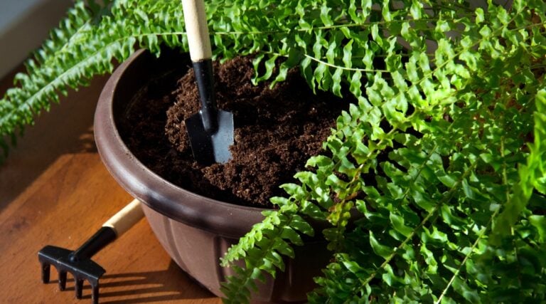 How to Plant, Grow, and Care for Lady Ferns