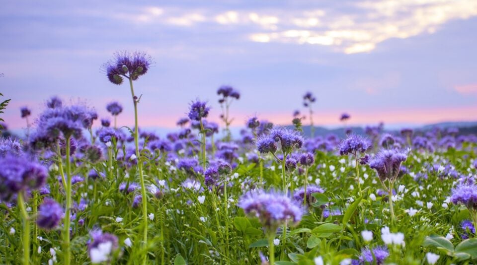 How to Plant, Grow, and Care for Phacelia