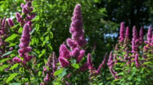 31 Beautiful Spirea Varieties For Your Landscape