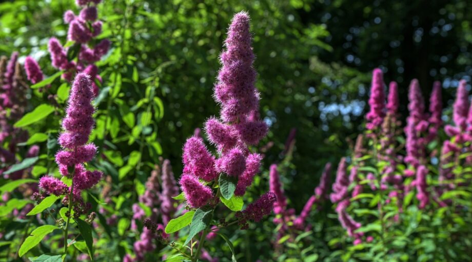 31 Beautiful Spirea Varieties For Your Landscape