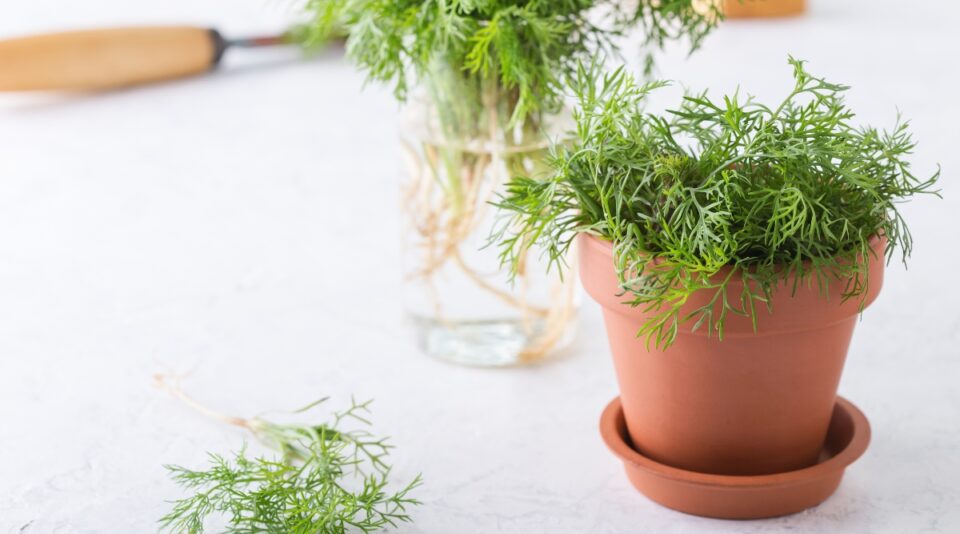 13 Potted Herbs You Can Grow Indoors for Thanksgiving Dinner