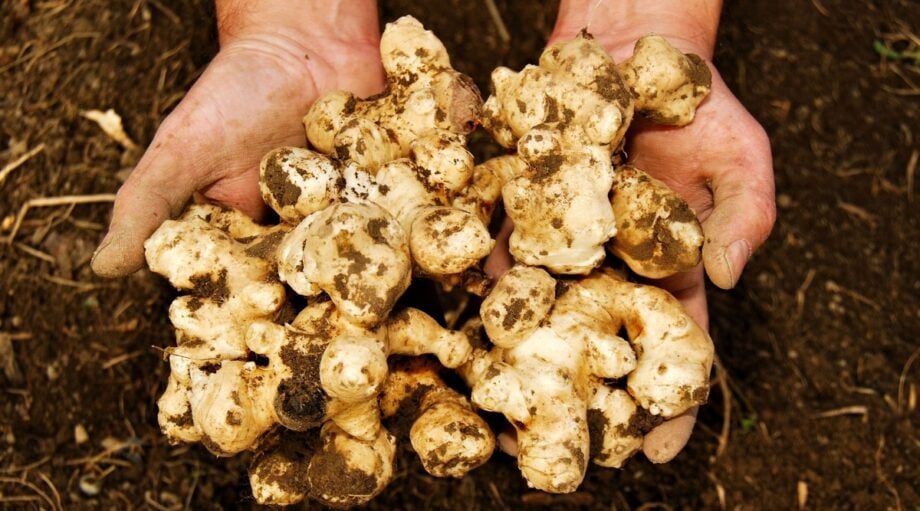 27 Unusual and Rare Vegetables to Grow This Season