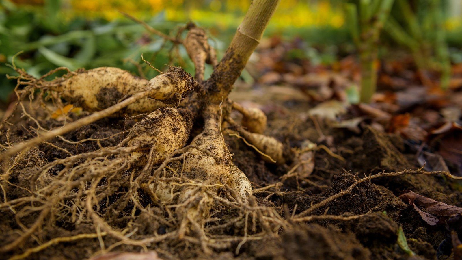 9 Tips for Digging and Storing Dahlia Tubers