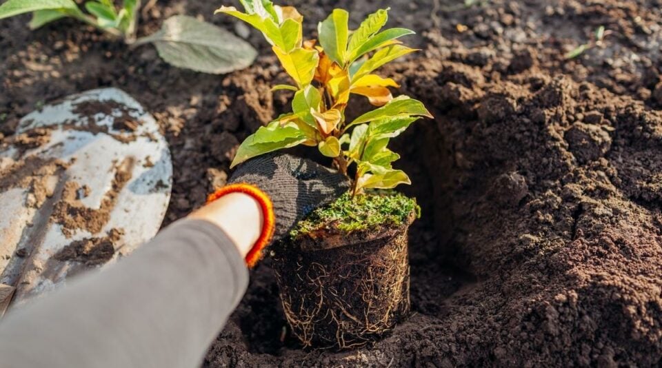 11 Ways to Prevent Transplant Shock When Moving Perennials