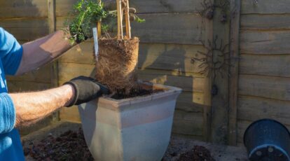 How and When to Repot Houseplants: A Repotting Plant Guide