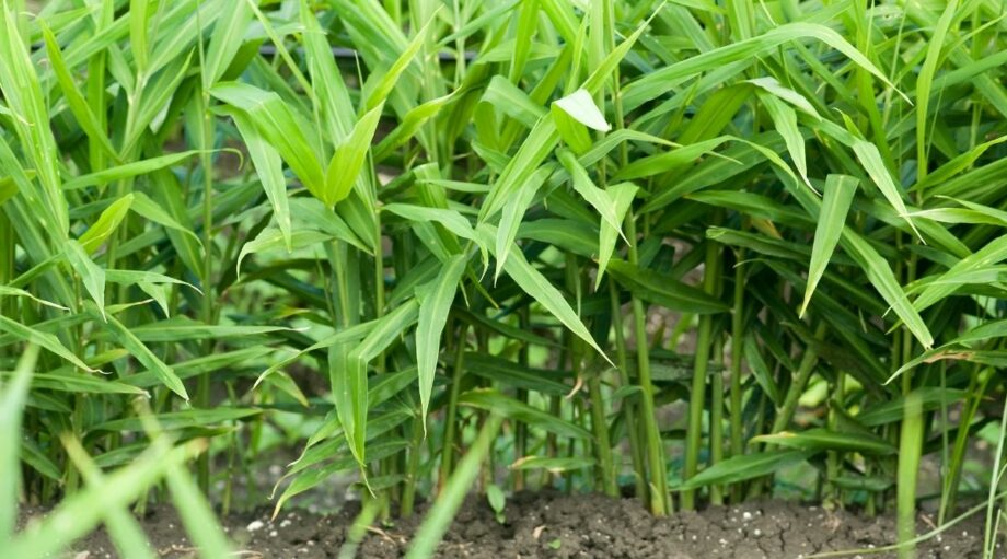 21 Plants You Should Bring in for Winter