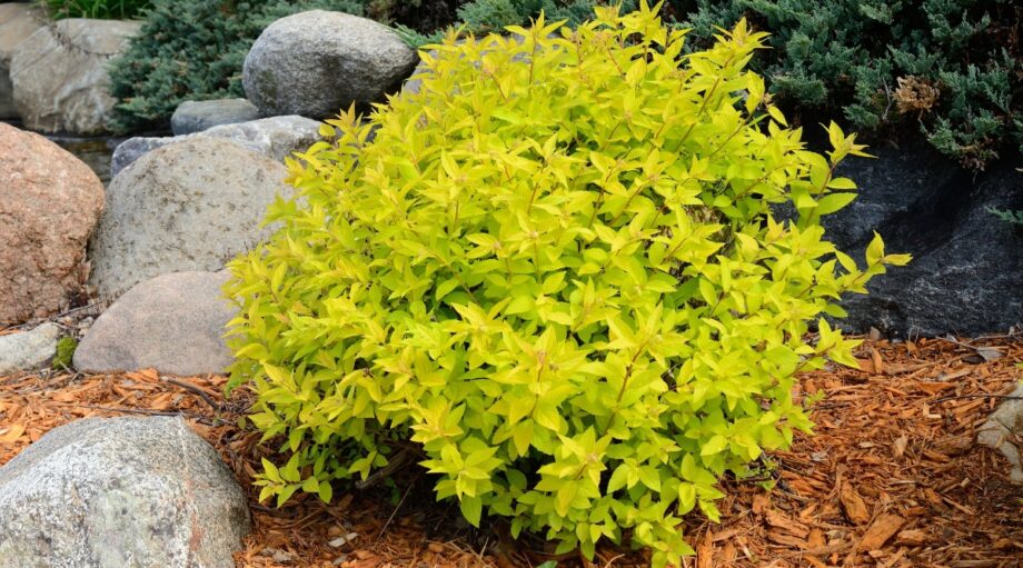 31 Beautiful Spirea Varieties For Your Landscape