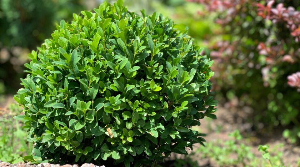 37 Festive Focal Plants for Containers and Planters