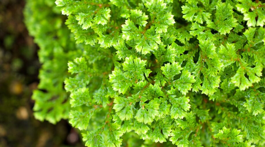 13 Tips for Beautiful Outdoor Winter Containers