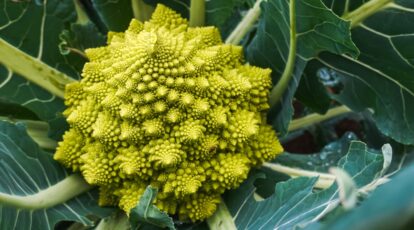 27 Unusual and Rare Vegetables to Grow This Season