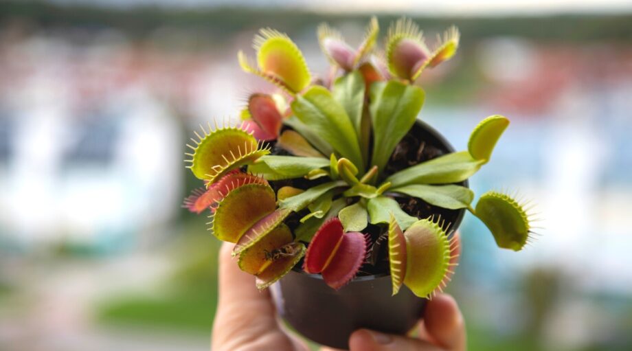 How to Plant, Grow, and Care for Venus Flytrap