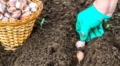 Is It Too Late to Plant Garlic? A Zone-by-Zone Guide