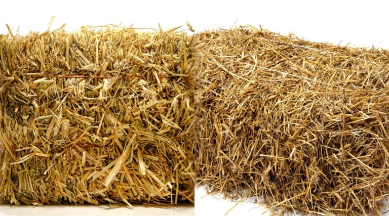 Can You Use Halloween Straw Bales In Your Garden?