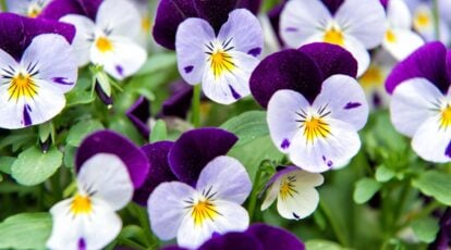 Violas Violets And Pansies Grow These Frost Ready Flowers