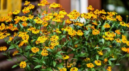 27 Plants for Gorgeous Fall Containers