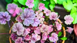 27 Plants for Gorgeous Fall Containers