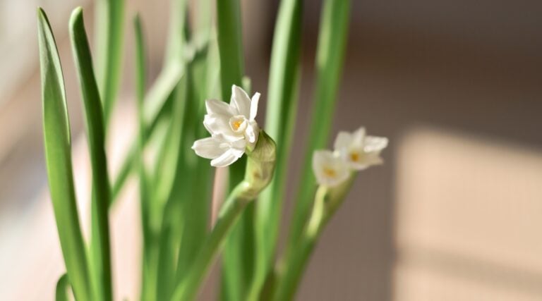 How to Plant, Grow, and Care for Paperwhites