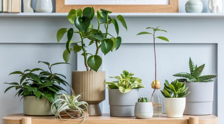 11 Tips for Bringing Outdoor Plants Inside for Winter