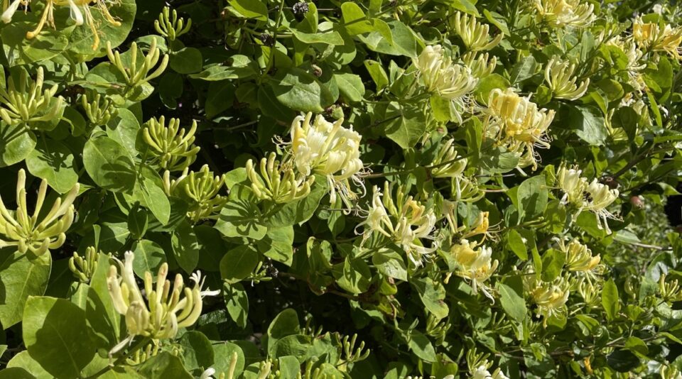28 Invasive Plants to Avoid in the Pacific Northwest